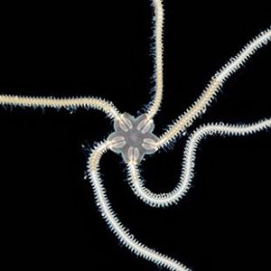 The Biodiversity of Singapore- Amphiura sp. JS-1033