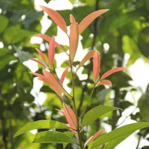 The Biodiversity of Singapore- Litsea myristicifolia