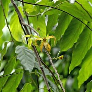 The Biodiversity of Singapore- Cananga odorata
