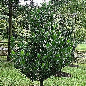 The Biodiversity of Singapore- Garcinia subelliptica