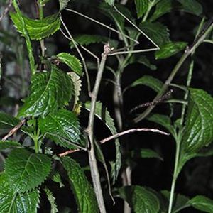 The Biodiversity of Singapore- Ramulus nematodes