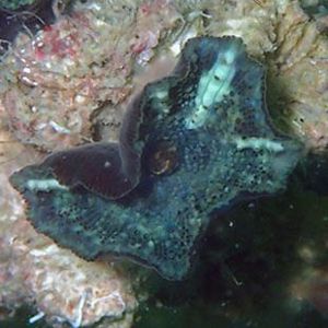 The Biodiversity of Singapore- Discosoma sp. "Singapore"