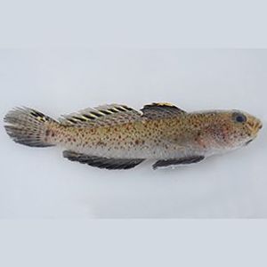 The Biodiversity of Singapore- Favonigobius melanobranchus