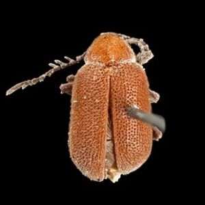The Biodiversity of Singapore- Ptininae sp. AYC 116