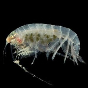 The Biodiversity of Singapore- Amphipoda sp. 45