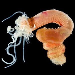 The Biodiversity of Singapore- Terebellidae sp. ARM-0422