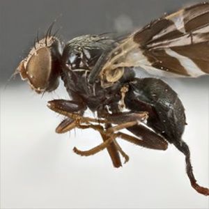 The Biodiversity of Singapore- Sphaeniscus atilius