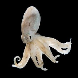 The Biodiversity of Singapore- Amphioctopus sp. 2