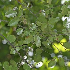 The Biodiversity of Singapore- Hopea griffithii