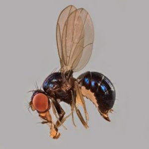 The Biodiversity of Singapore- Drosophilinae sp. ZRC_BDP0137520