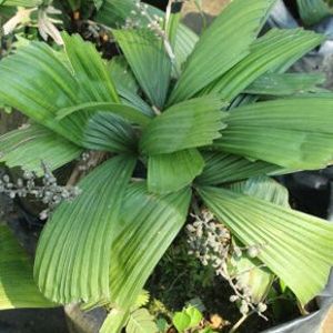 The Biodiversity of Singapore- Licuala triphylla