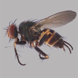 The Biodiversity of Singapore- Pygophora sp. ZRC_BDP00056756