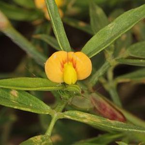 The Biodiversity of Singapore- Stylosanthes humilis