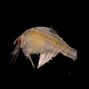 The Biodiversity of Singapore- Leptostraca sp. 1
